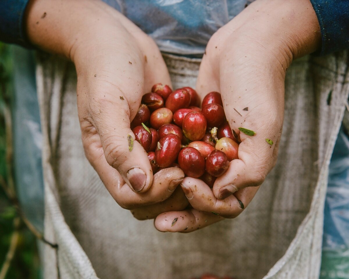 An unusual technique gives Sumatran coffee a flavor like nothing else ...