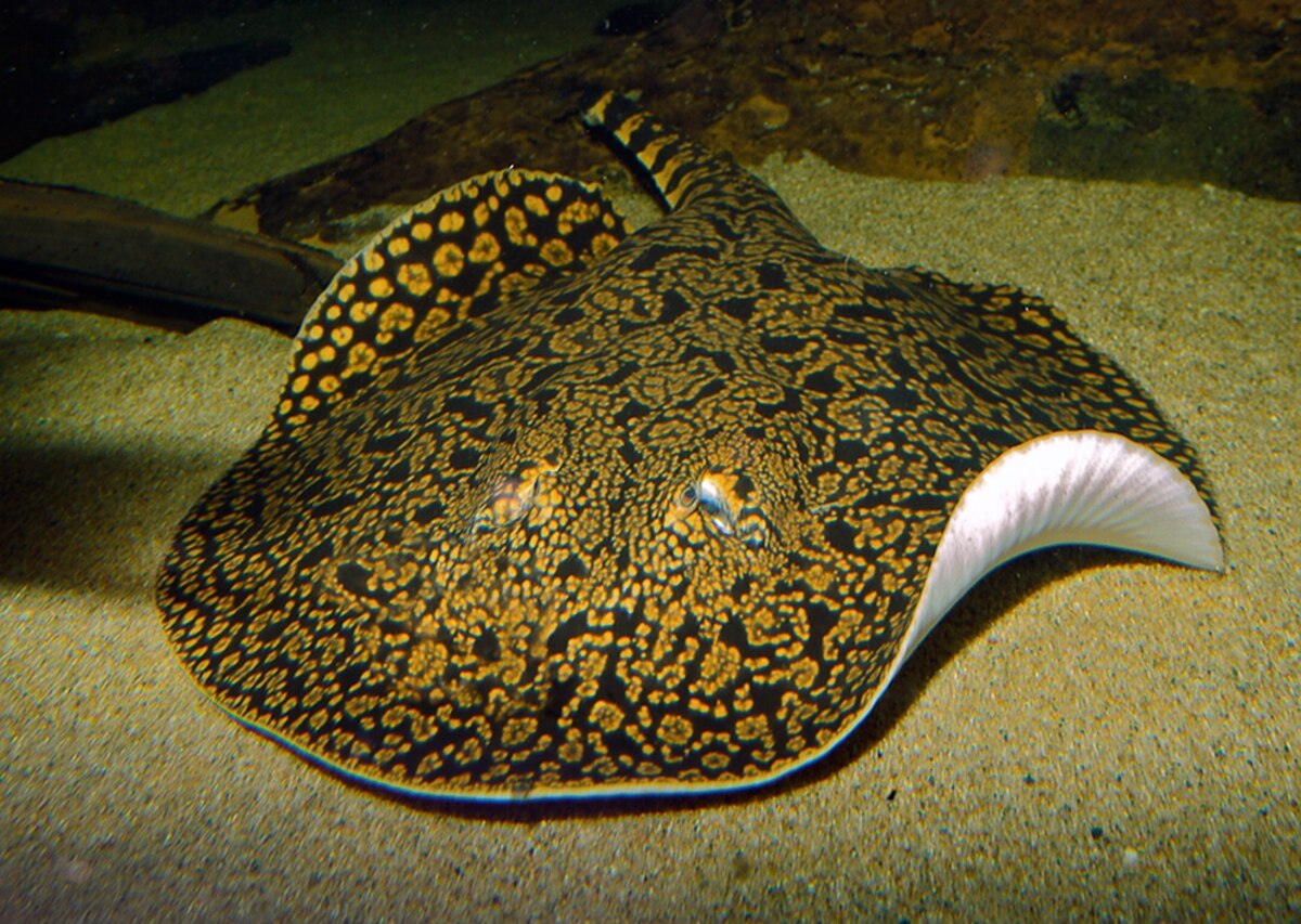 New Species of Tiger Stingray Named