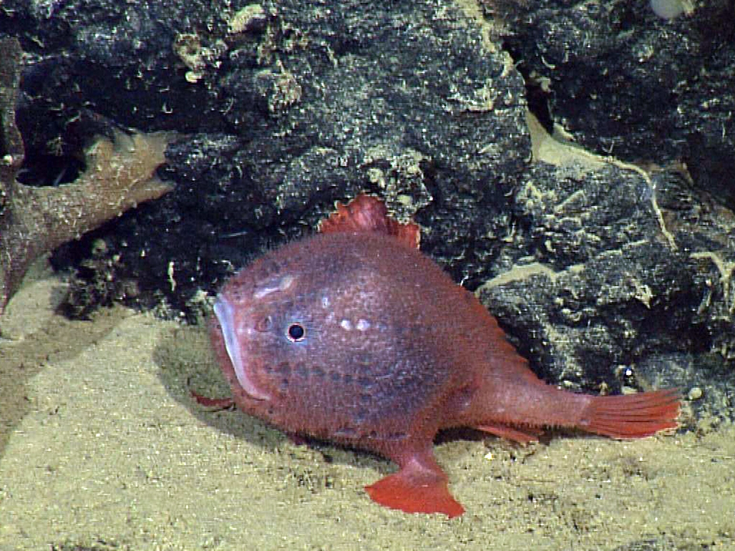 Rare Deep-Sea Anglerfish Spotted in Numbers for the First Time
