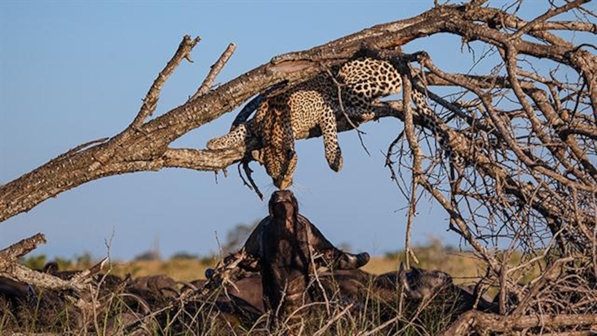 Leopard and Buffalo 'Kiss' In Rare Moment Caught on Film
