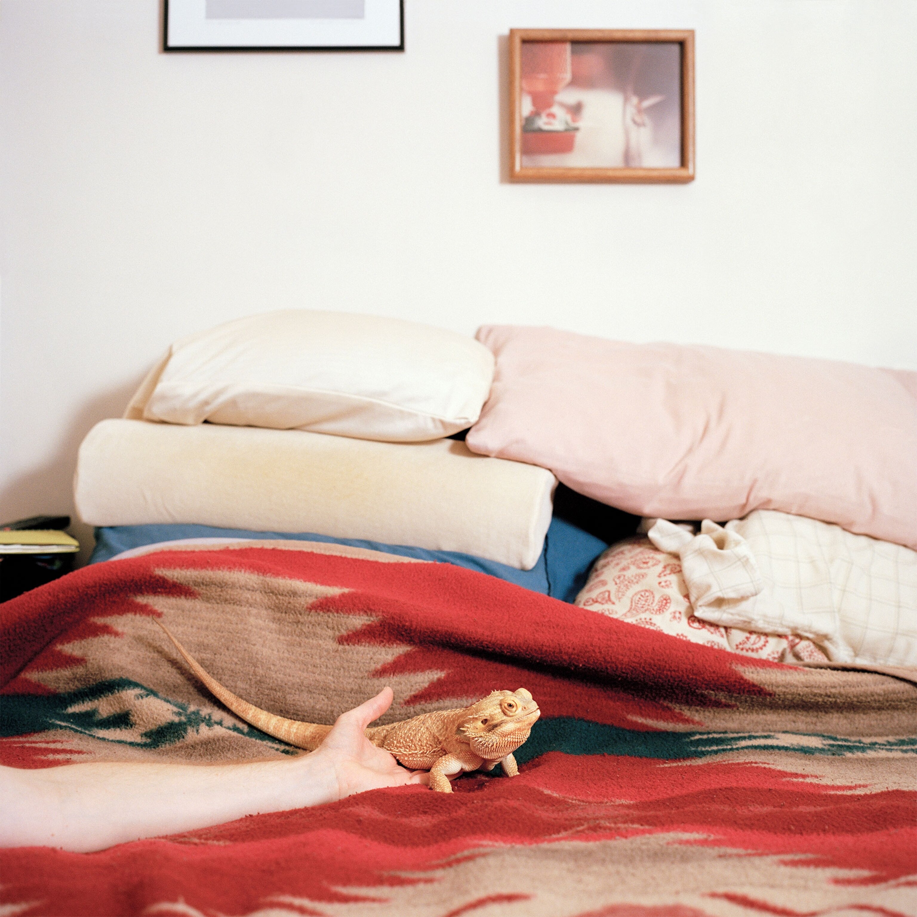 Snakes in the Shower? See Exotic Pets in Conventional Homes