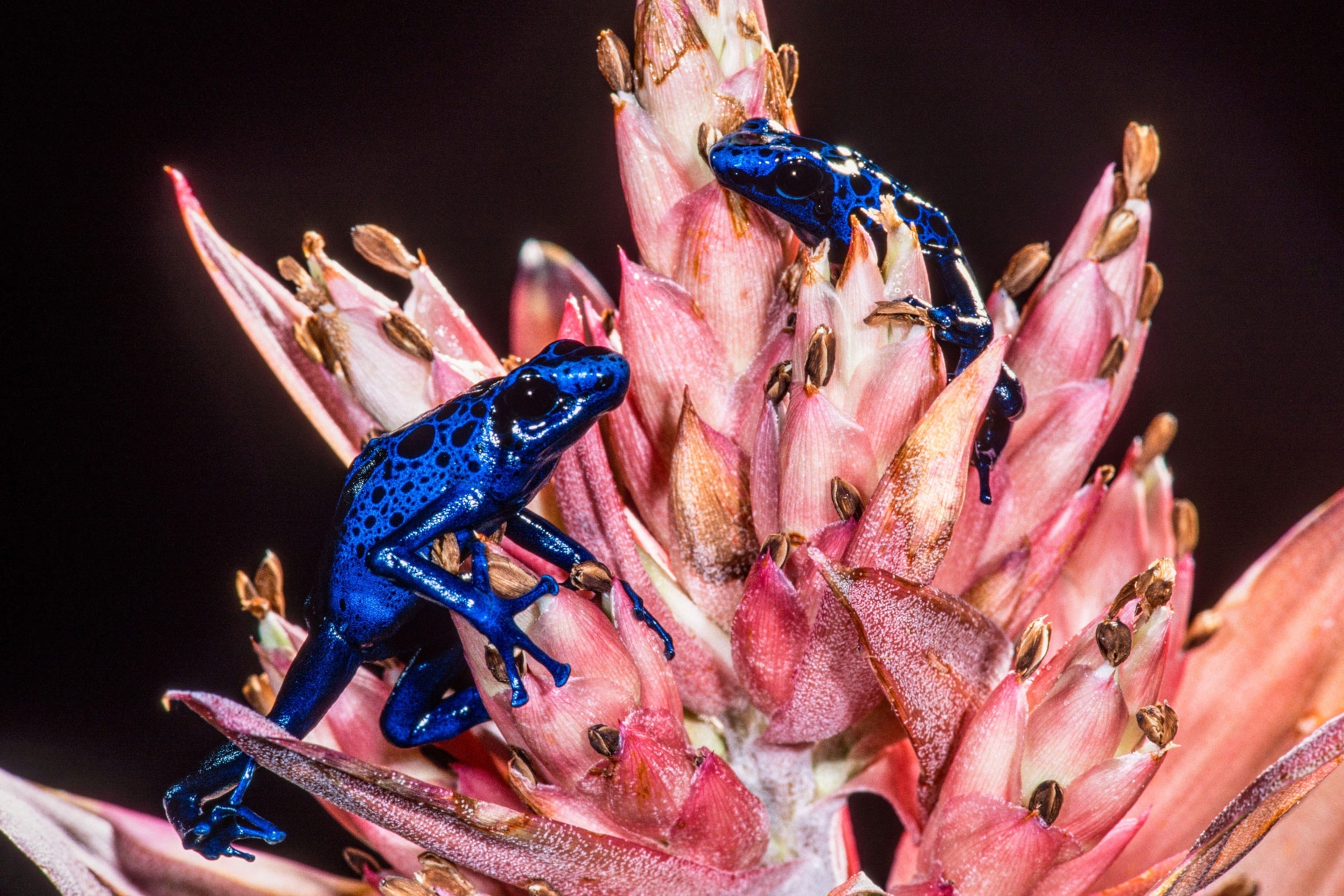 Here’s why poisonous animals don’t poison themselves
