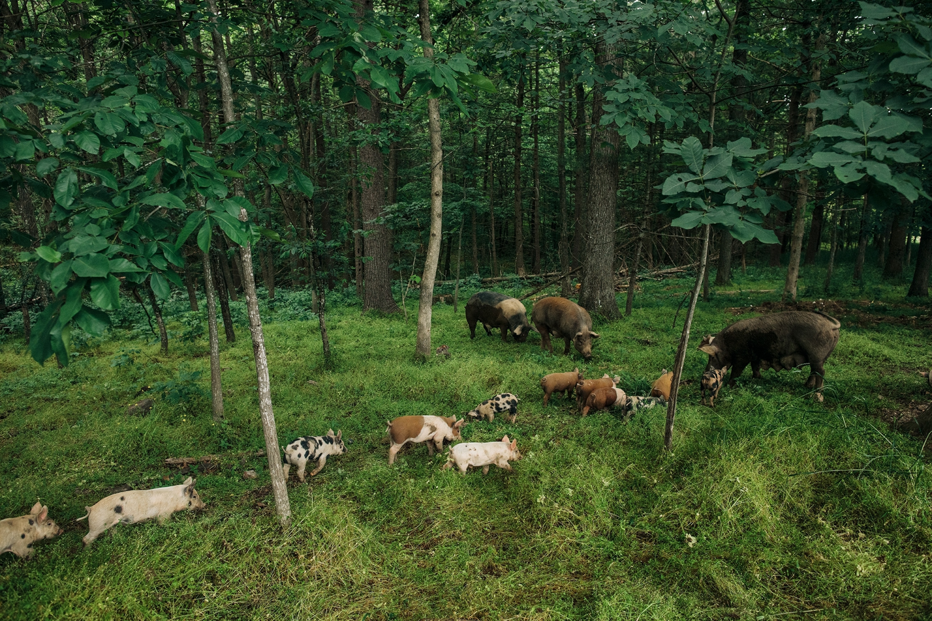 The pandemic could actually strengthen the U.S. food system