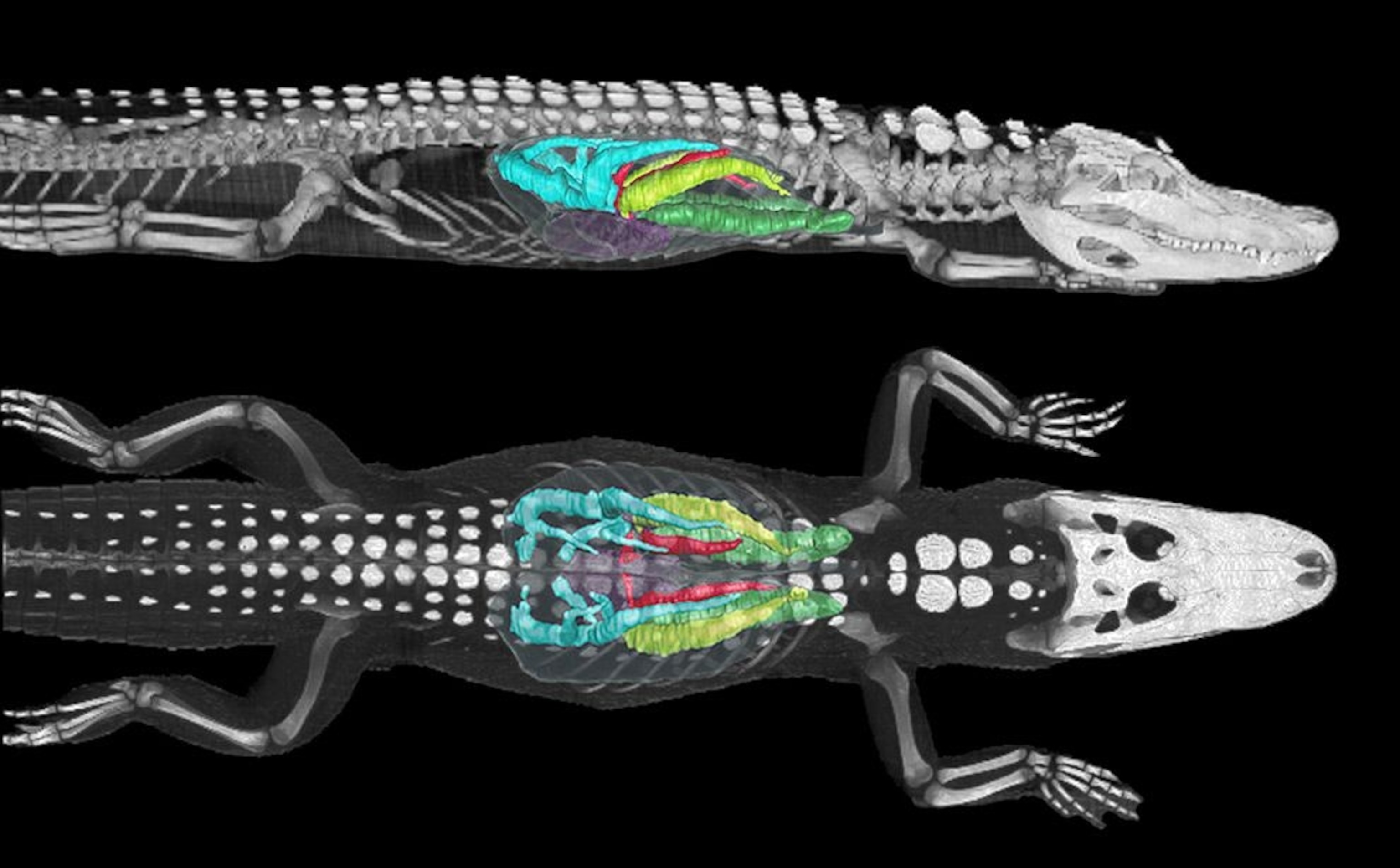 Superlungs Gave Dinosaurs Competitive Edge | National Geographic