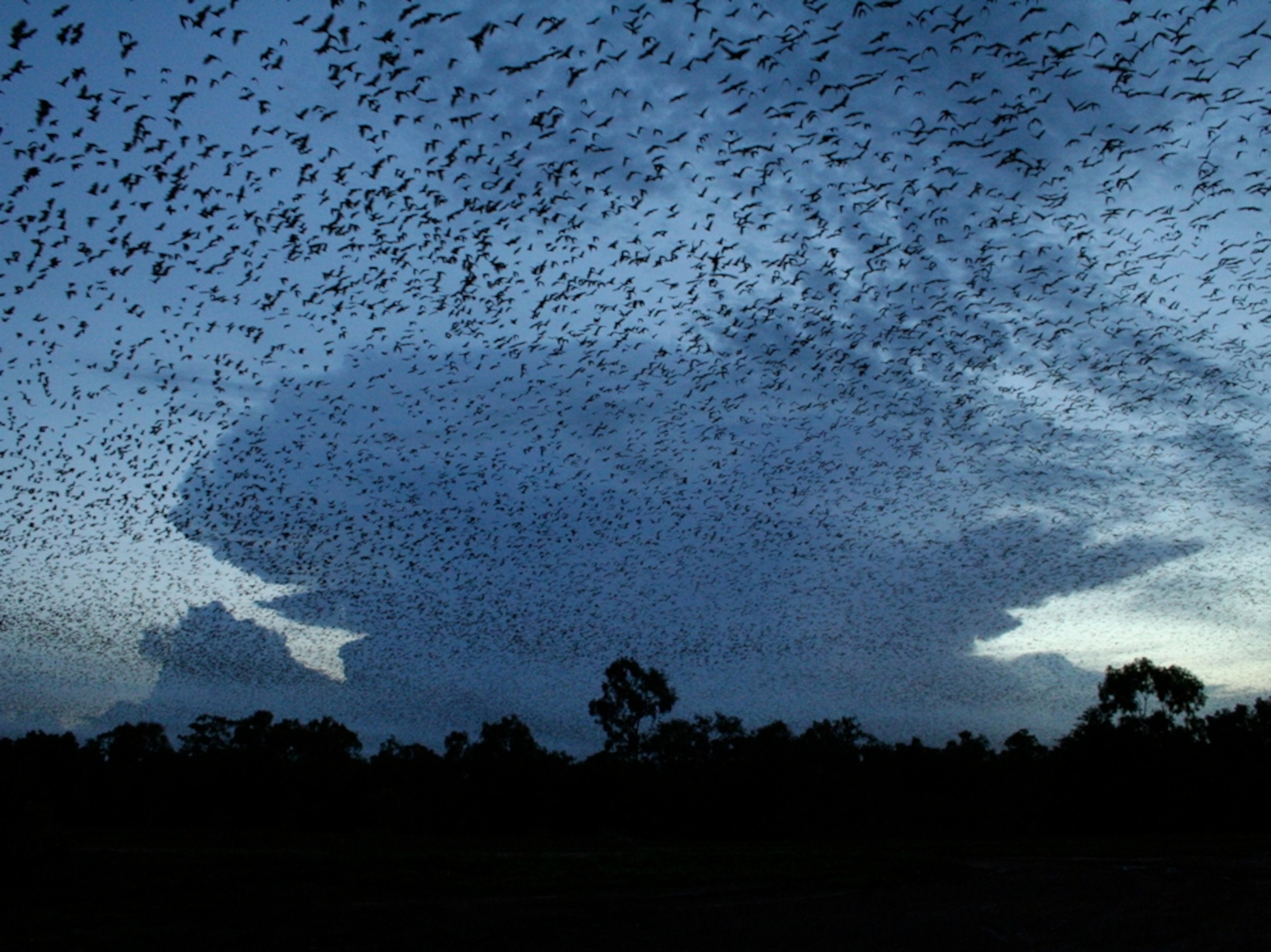 Animal Migrations Photos -- National Geographic Traveler | National ...