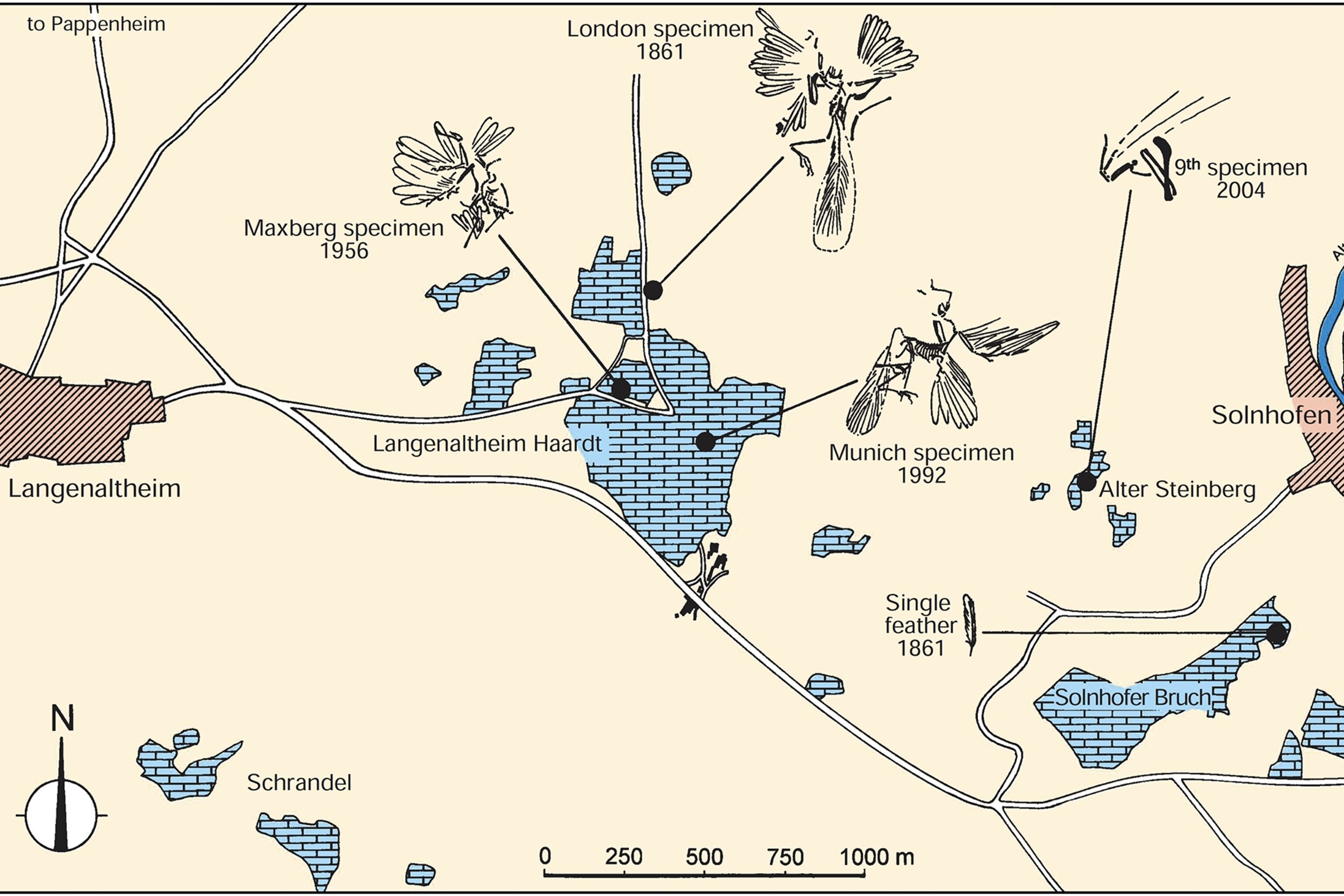 Archaeopteryx was likely source of iconic fossil feather, new study reveals