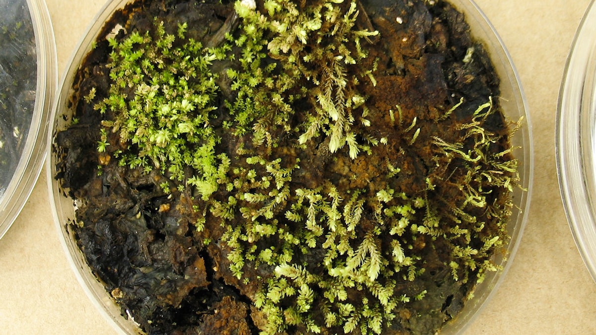 Freed From a Glacier's Hold, Ancient Moss Grows Again | National Geographic