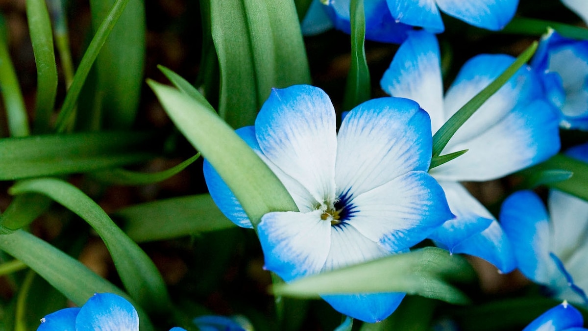 Plant extinctions are shaking Earth’s green foundation | National ...