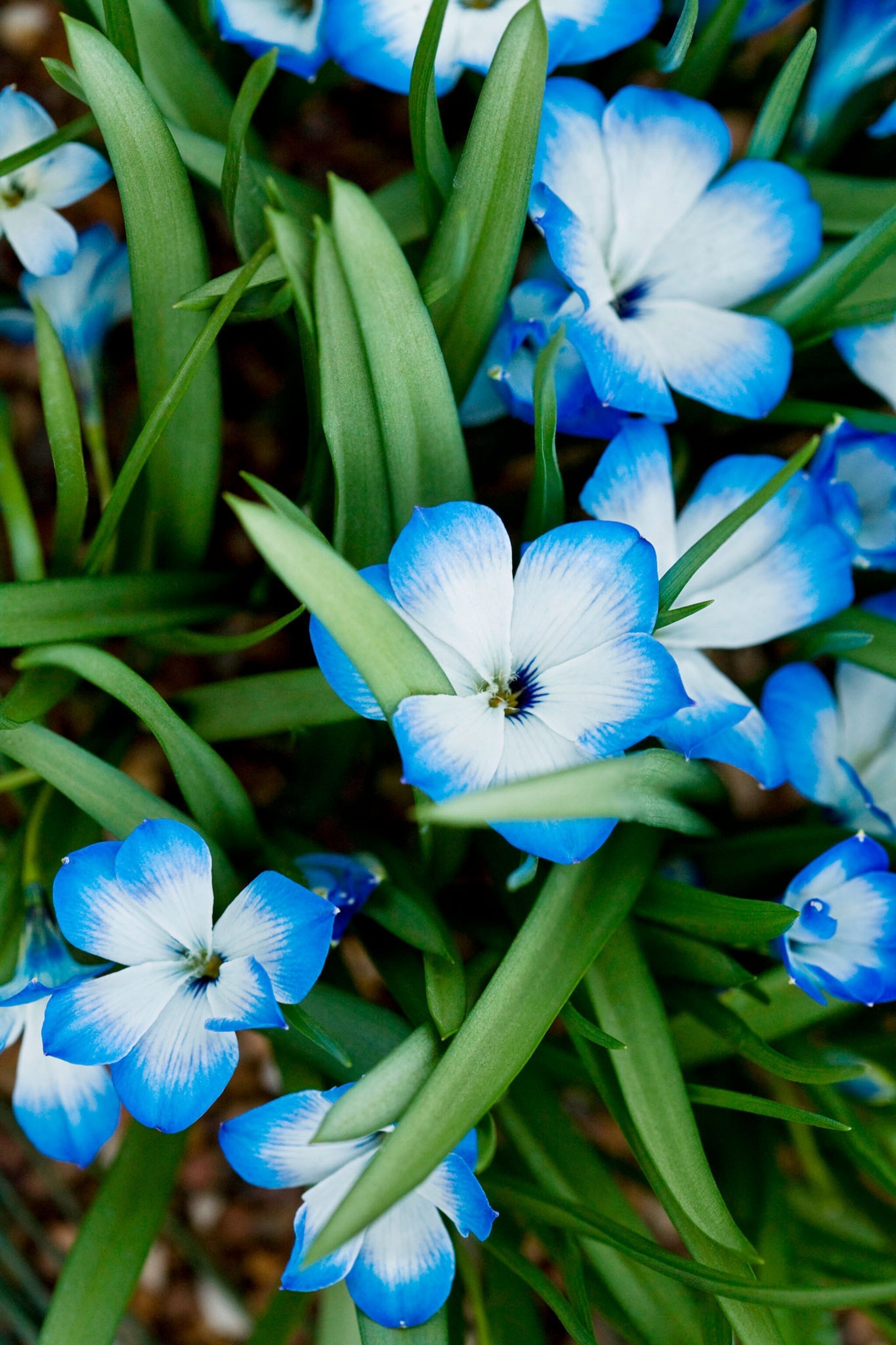 Plant extinctions are shaking Earth’s green foundation