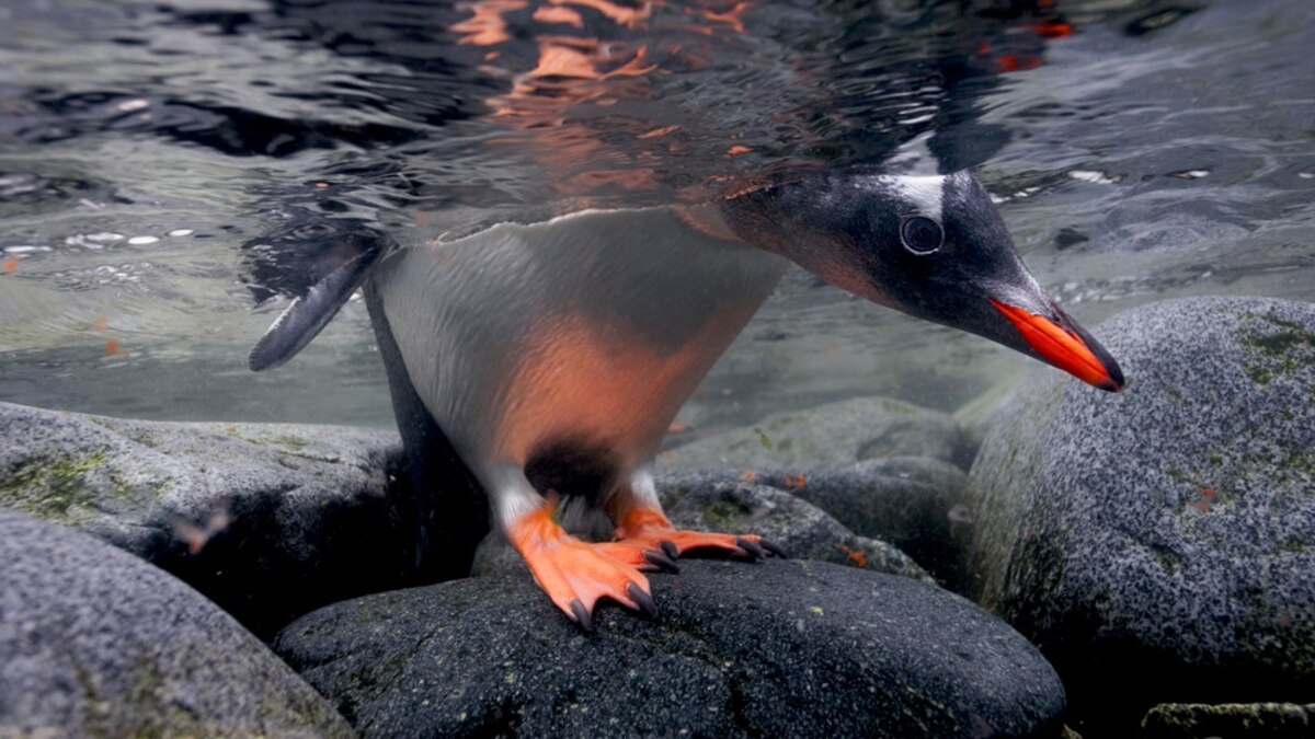 Seabirds | National Geographic