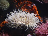 Sea Anemone