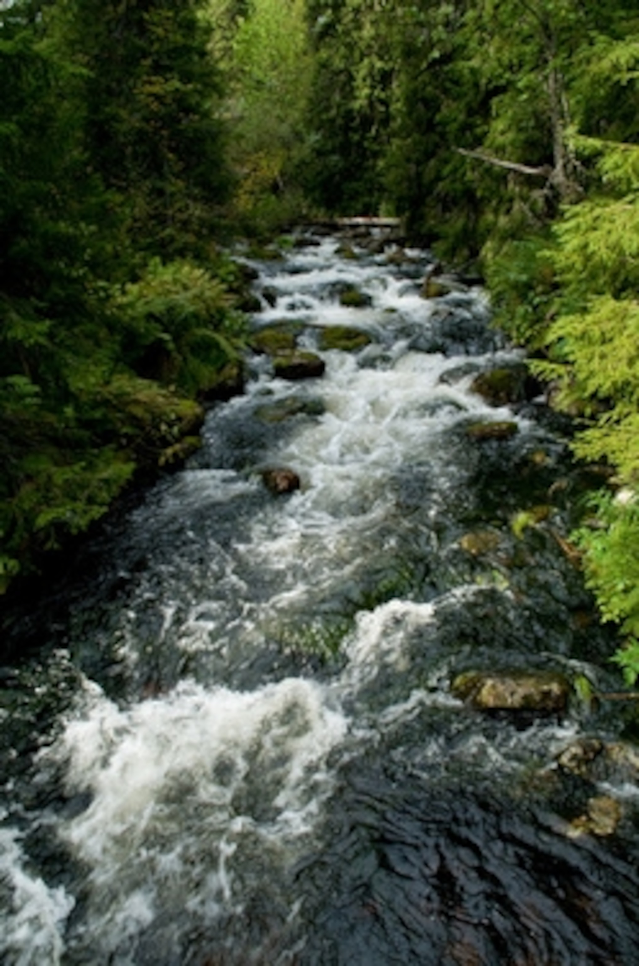 Wild Sweden | National Geographic