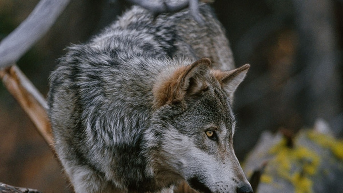 The new 'war on wolves' | National Geographic