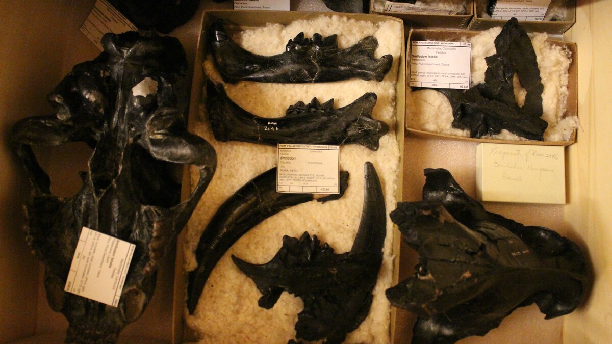 Talara, Peru’s Great Ice Age Tar Trap | National Geographic