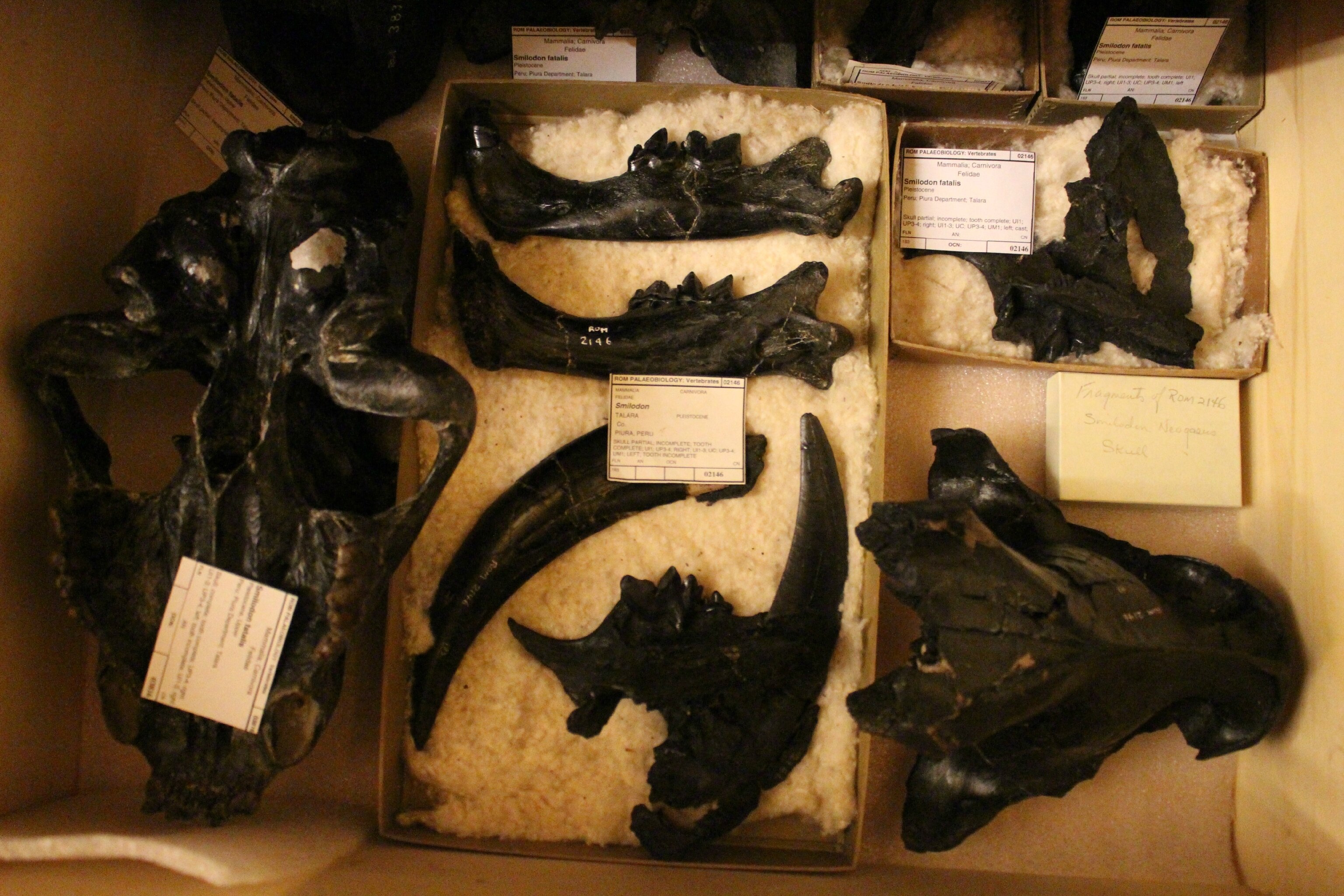 Talara, Peru’s Great Ice Age Tar Trap