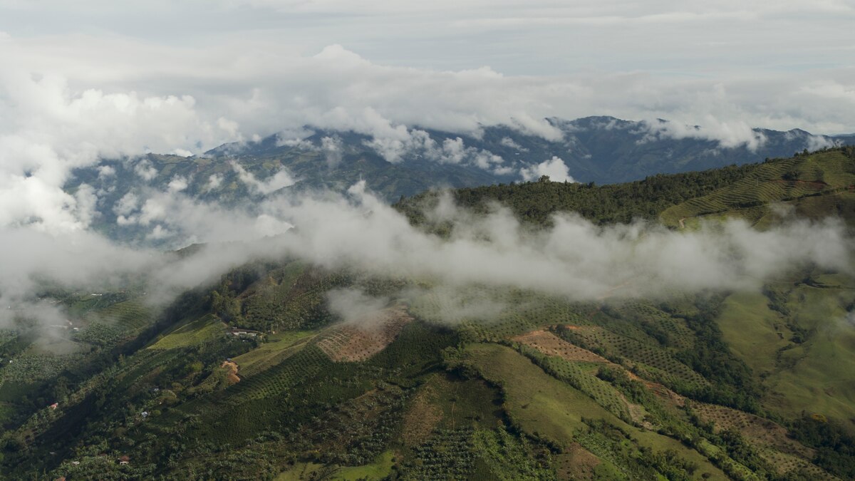 The changing climate of Colombian coffee