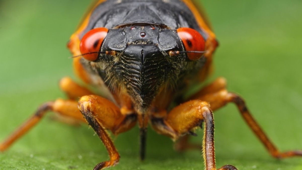 Cicadas: The Methuselah Horde (And News About A New Column!) | National ...