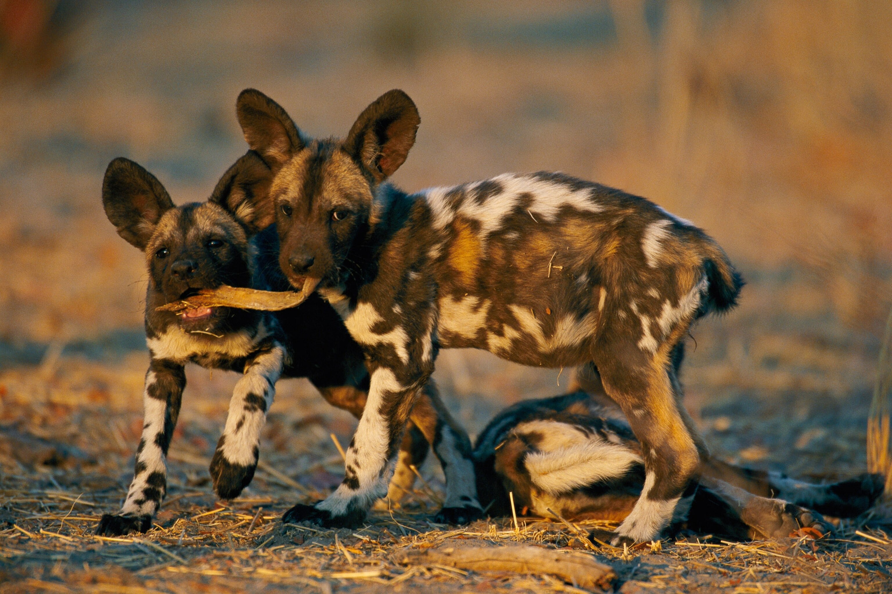 14 Incredible Photos of African Predators in Action
