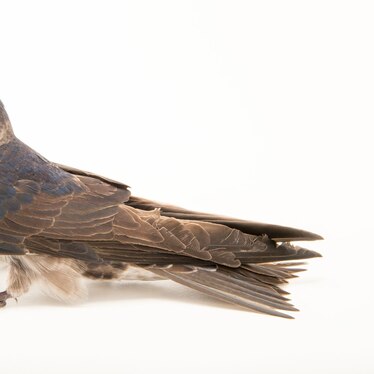 Purple Martin | National Geographic