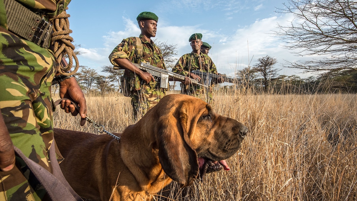 Rangers Use Artificial Intelligence to Fight Poachers | National Geographic