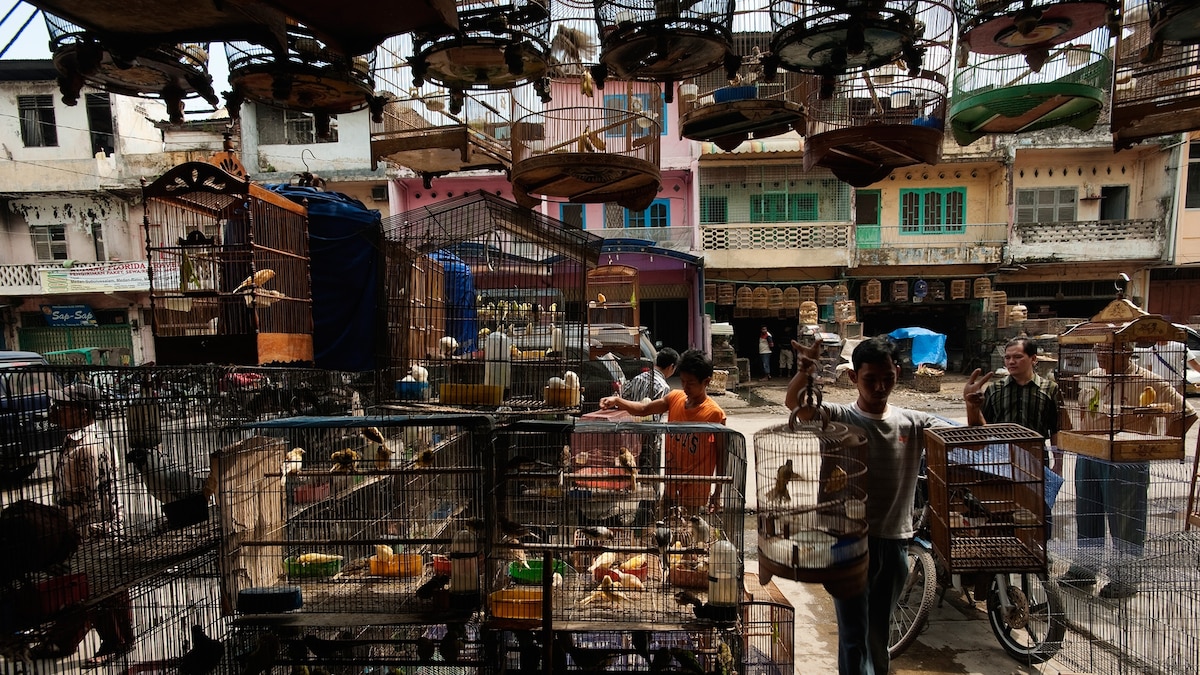 New Evidence Shows the Illegal Pet Trade Is Wiping Out Indonesia’s ...