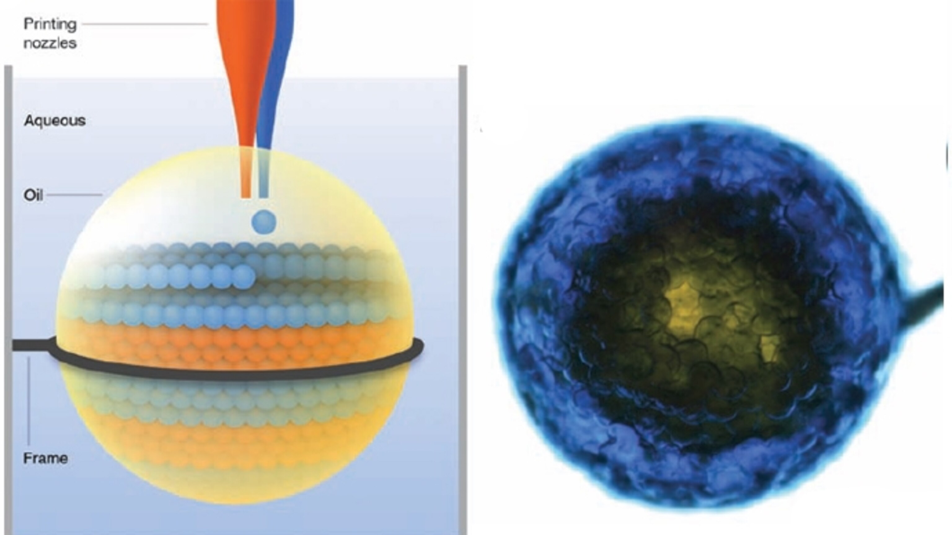 3-D Printer Makes Synthetic Tissues from Watery Drops