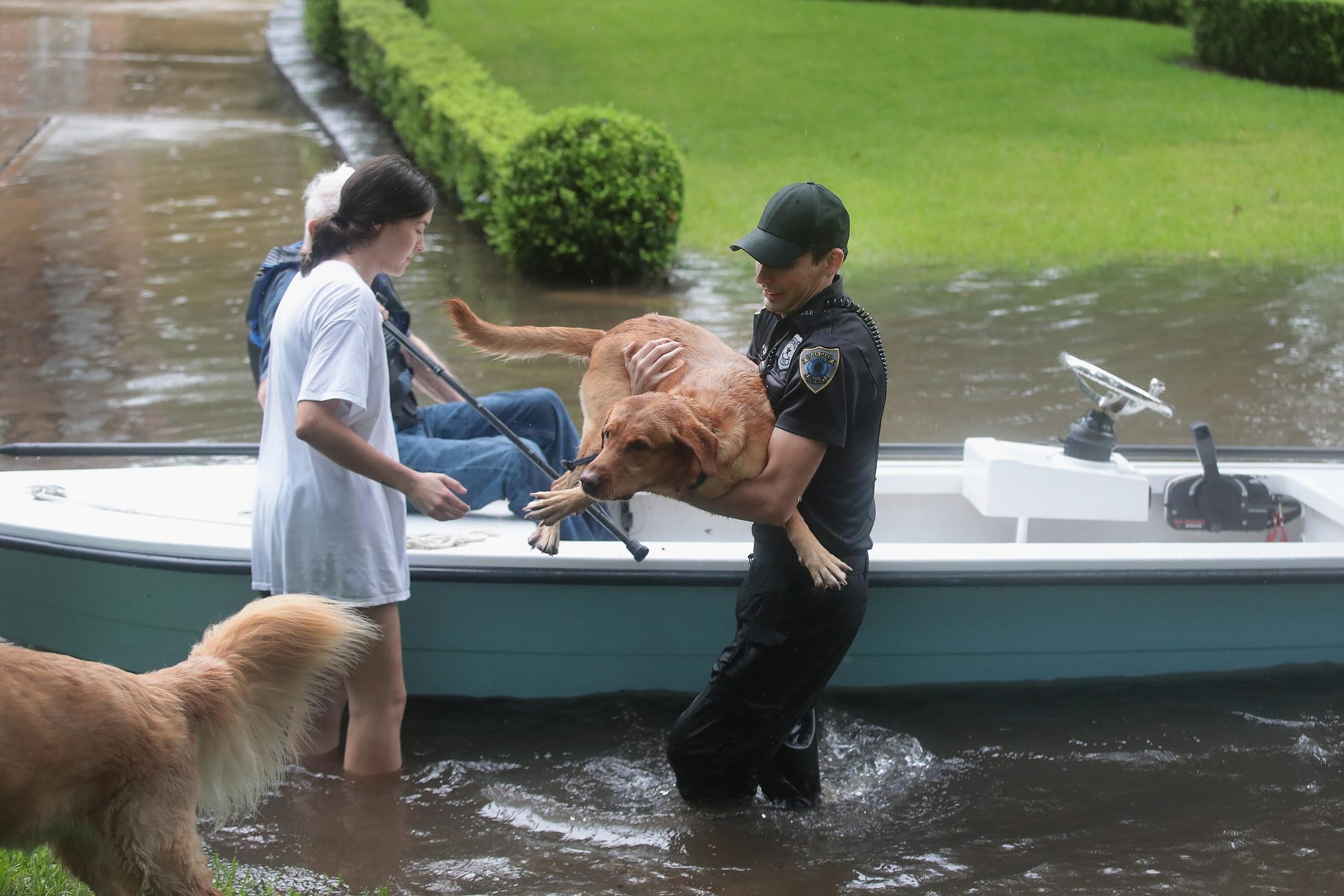 Pictures of Rescued Pets: How They're Coping with Harvey