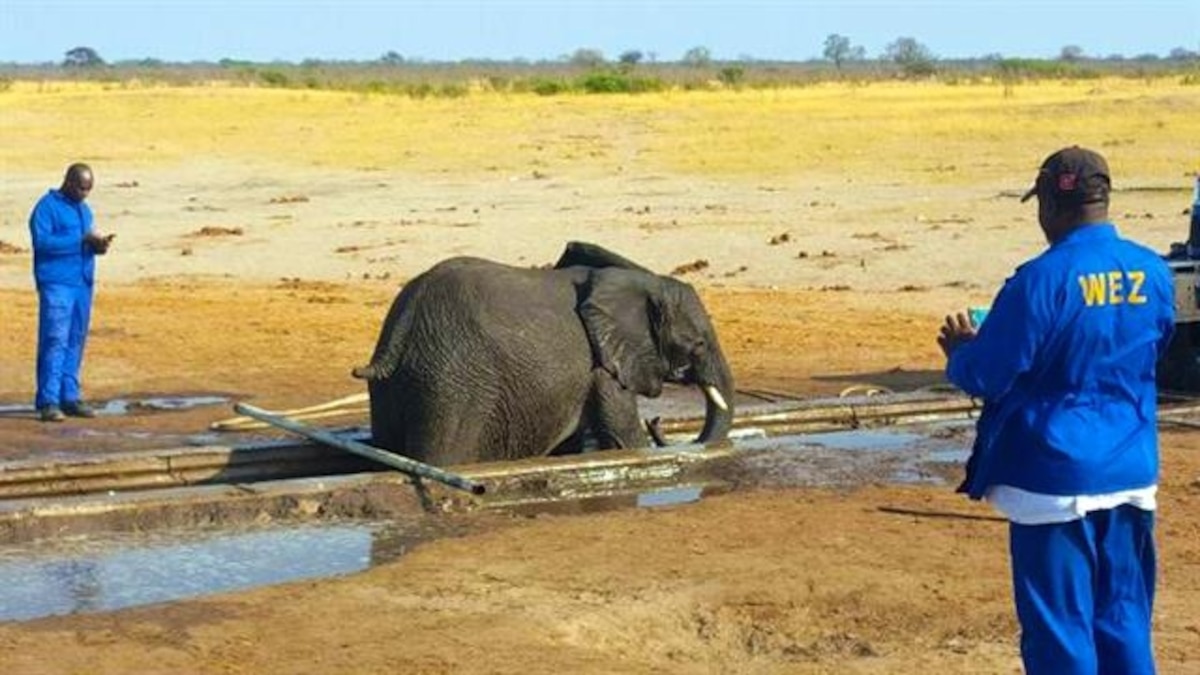 Watch a Dramatic Elephant Rescue