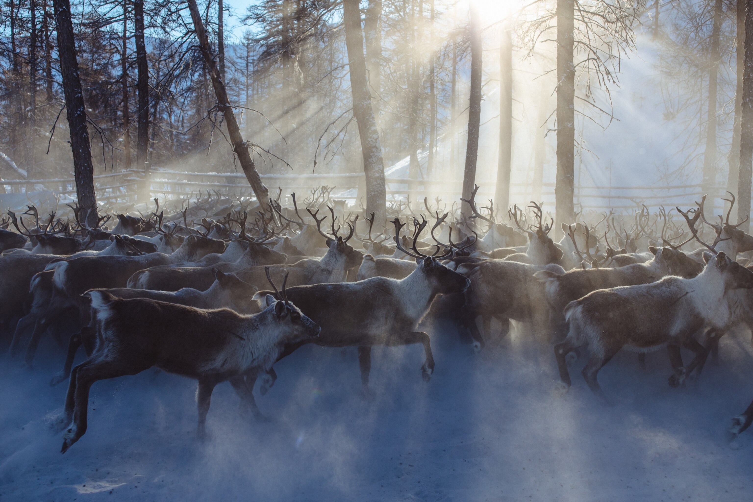 Poachers in Russia target world's largest reindeer herd for their ...