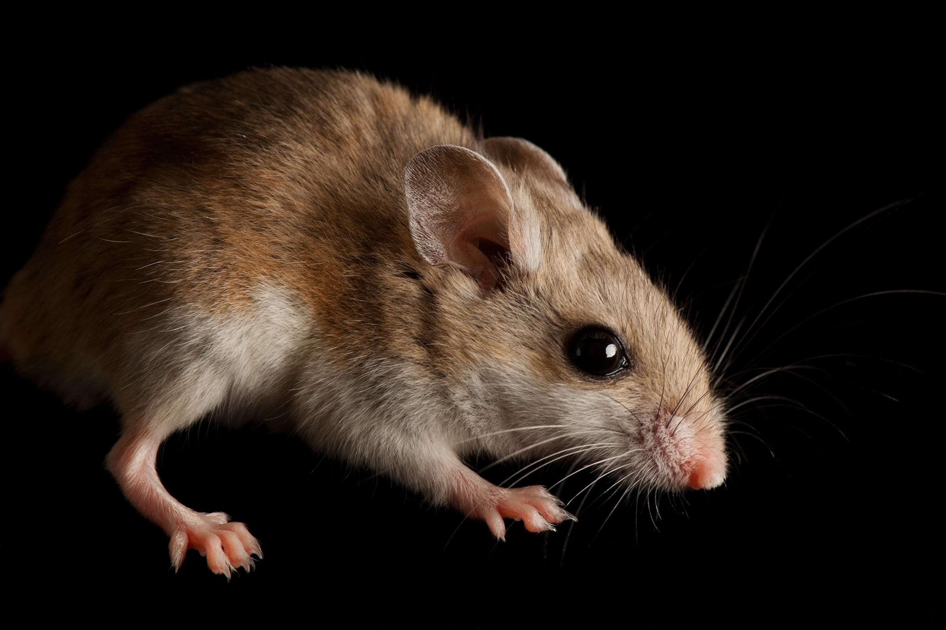 For Mickey Mouse’s Birthday, 11 Pictures of Real Mice