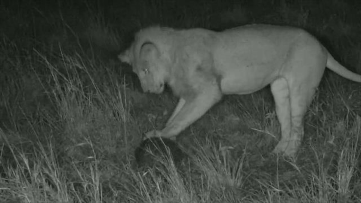 African lion attacks pangolin in extremely rare video | National Geographic