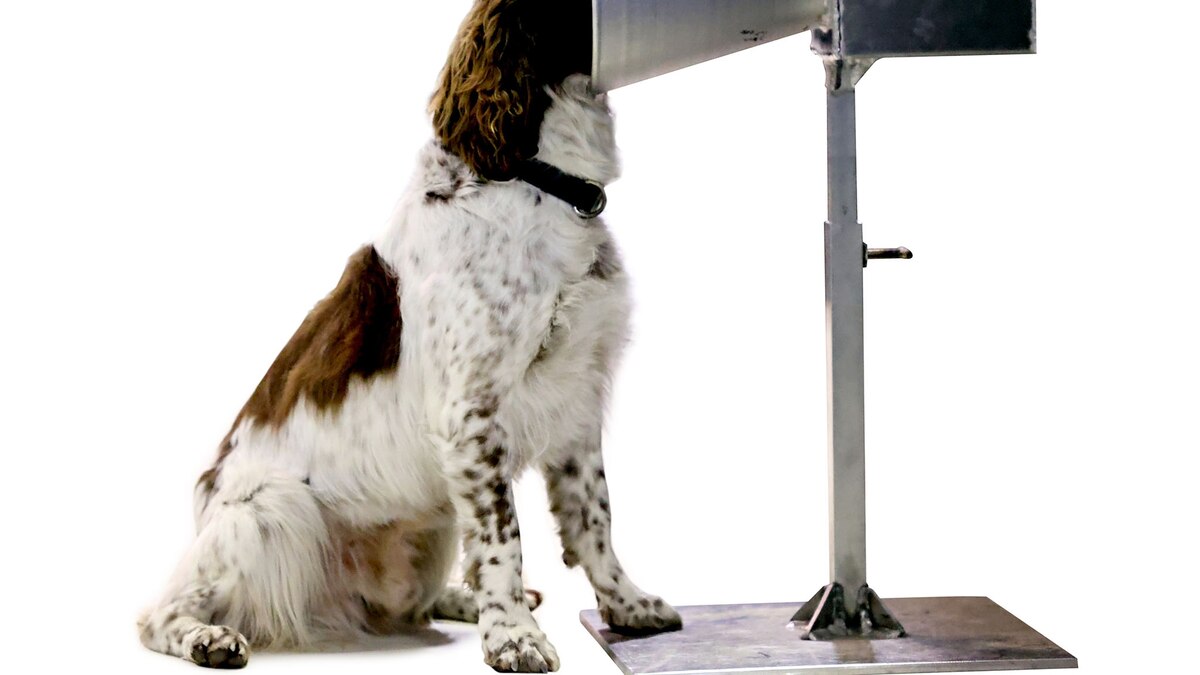 See what’s new about these dogs, plants, and ancient fossils | National ...