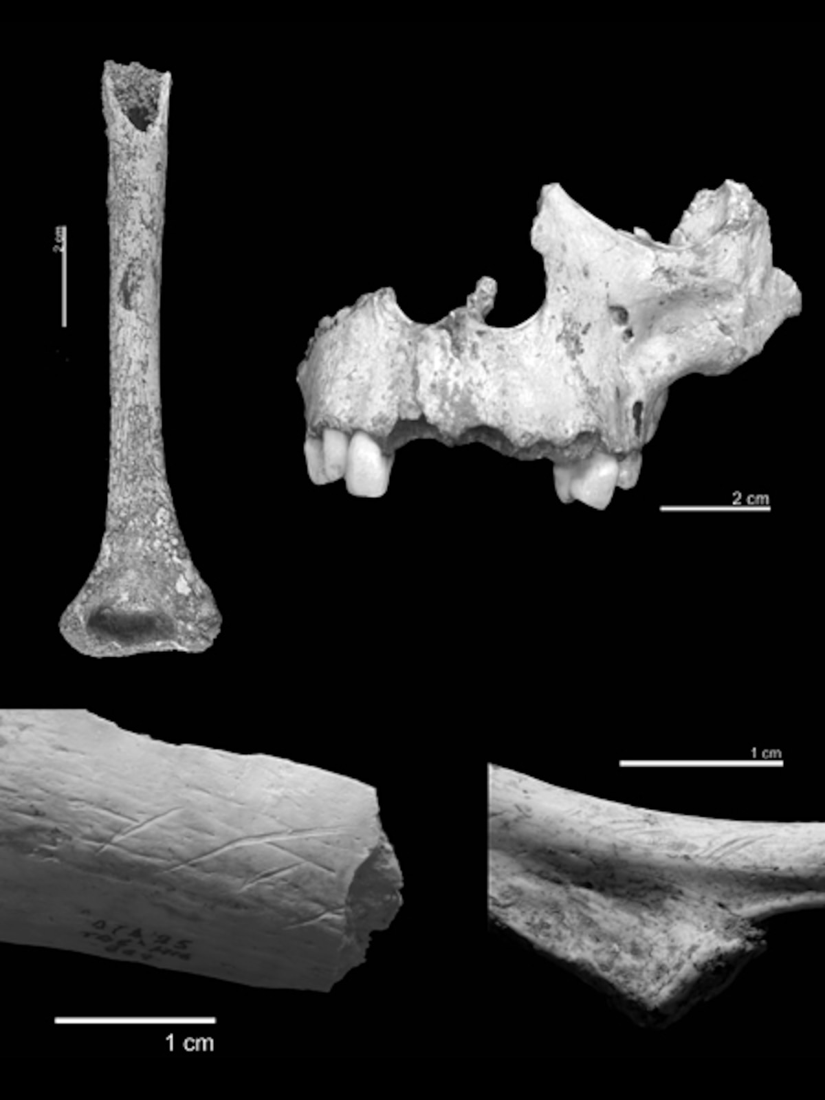 Human Meat Just Another Meal for Early Europeans?