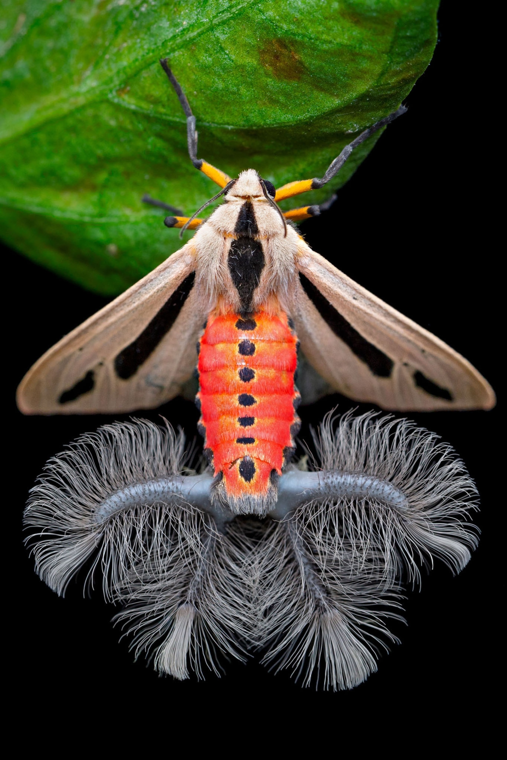 An insect’s surprising way of seeing, and other revelations