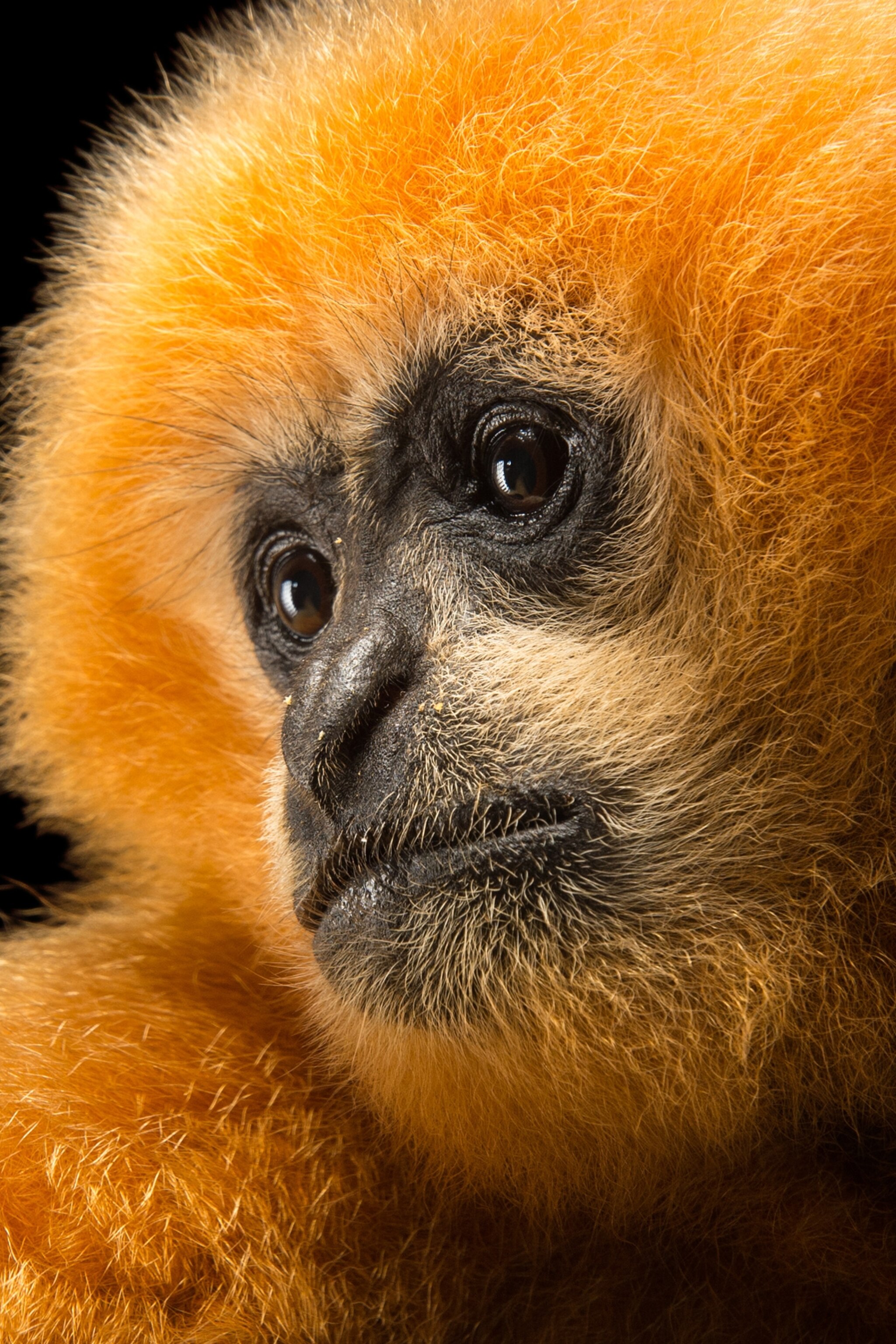 White Cheeked Gibbon Diet White Cheeked Gibbon – Wisconsin National