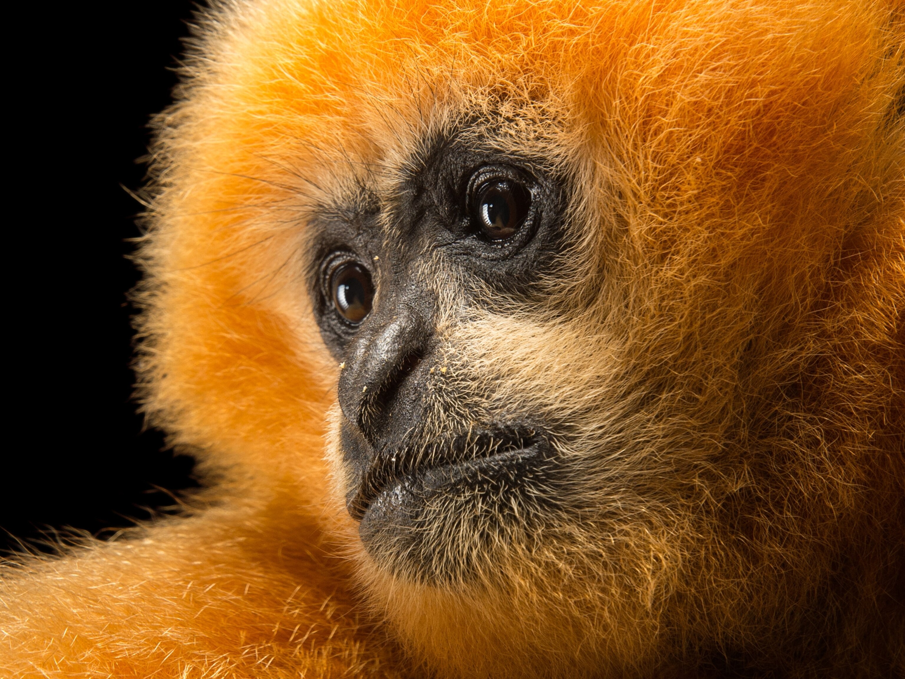 Yellow Cheeked Gibbon