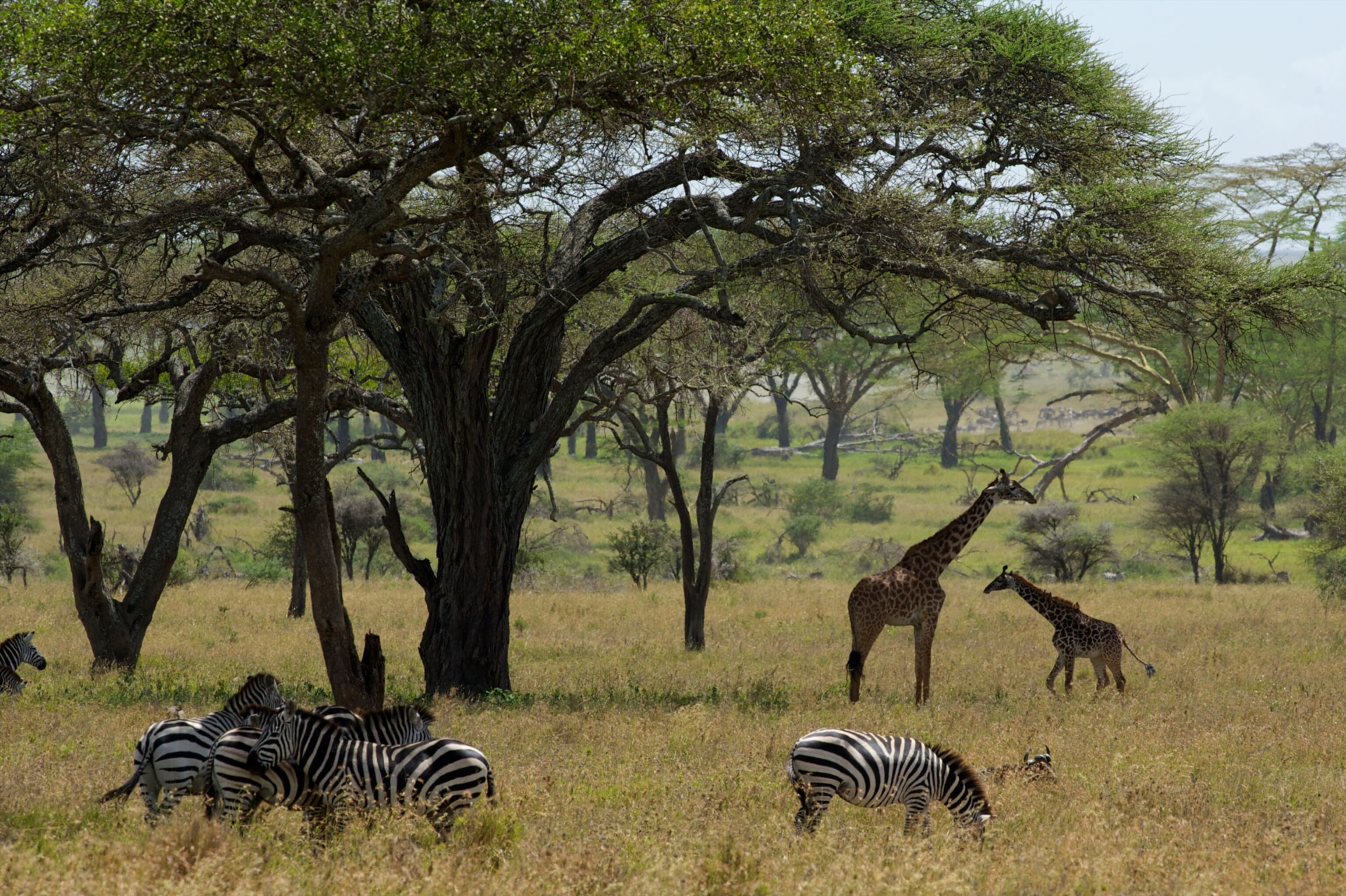 April the Giraffe Gives Birth–6 Facts You May Not Know About Giraffes