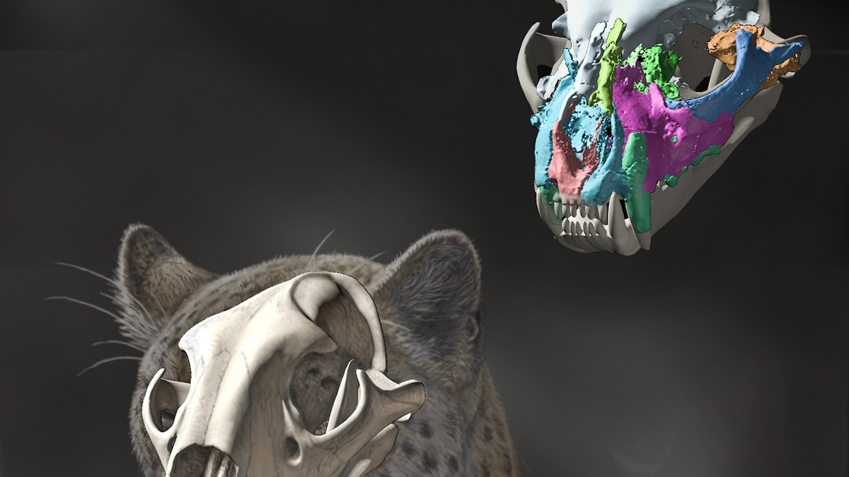 Fossil Find Clears Up Big Cat Origins | National Geographic