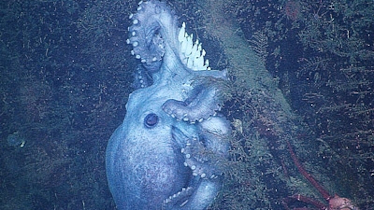 Octopus Cares For Her Eggs For 53 Months, Then Dies | National Geographic