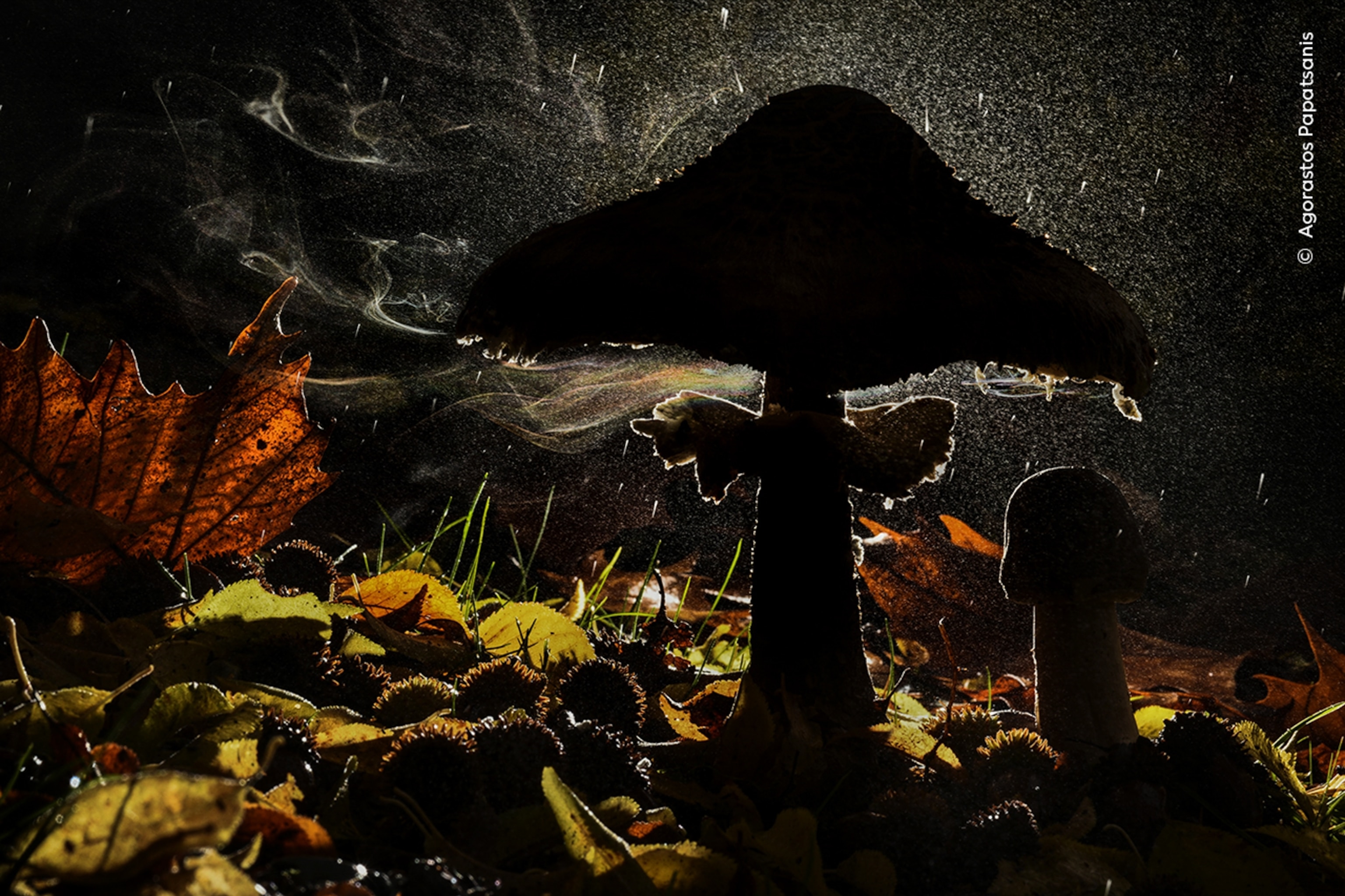 13 stunning photos from this year’s best wildlife photographers