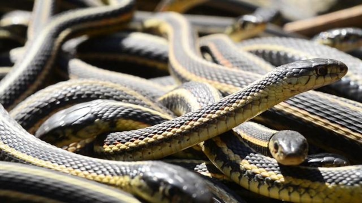 Amazing Video: Inside the World's Largest Gathering of Snakes ...