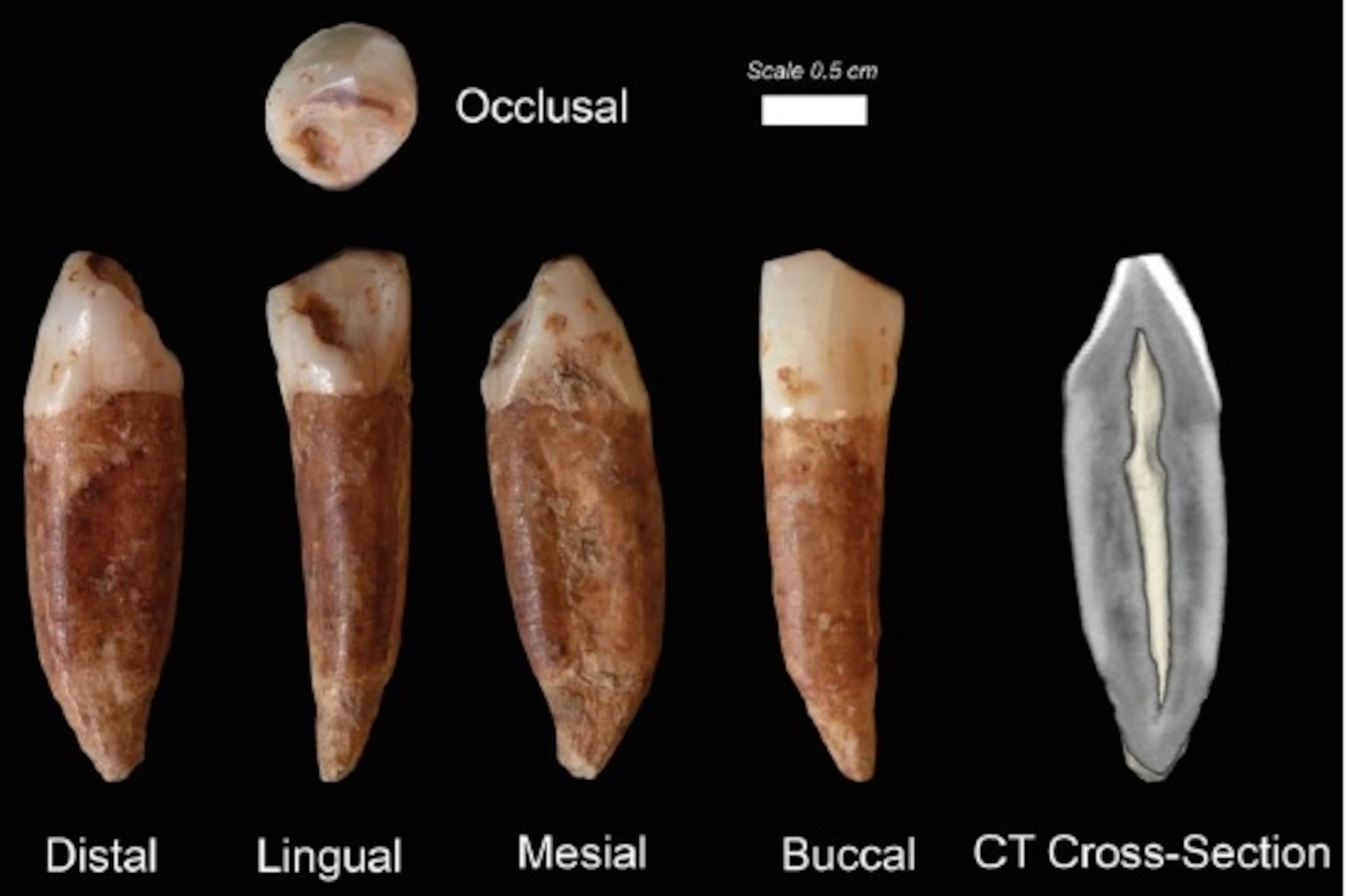 A Fistful of Teeth – Do the Qesem Cave Fossils Really Change Our ...