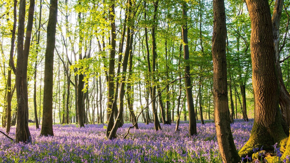 Bluebell walks in the UK: 8 of the best woodlands to visit | National ...