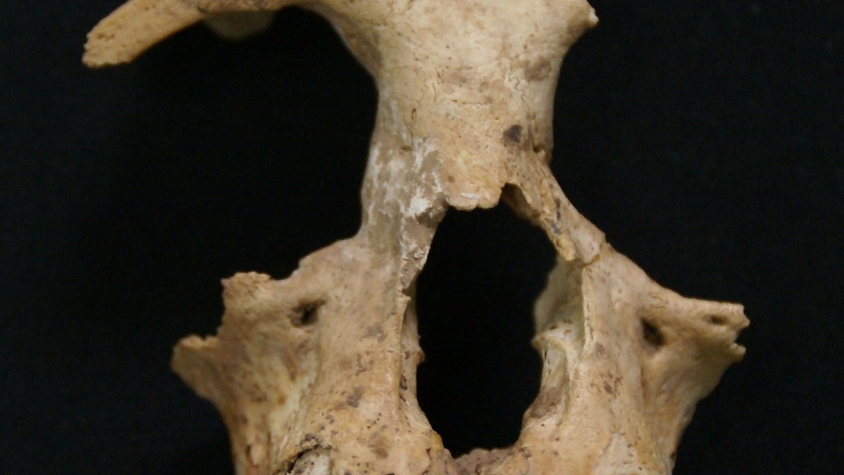 New Gibbon Species Found in Royal Tomb in China | National Geographic