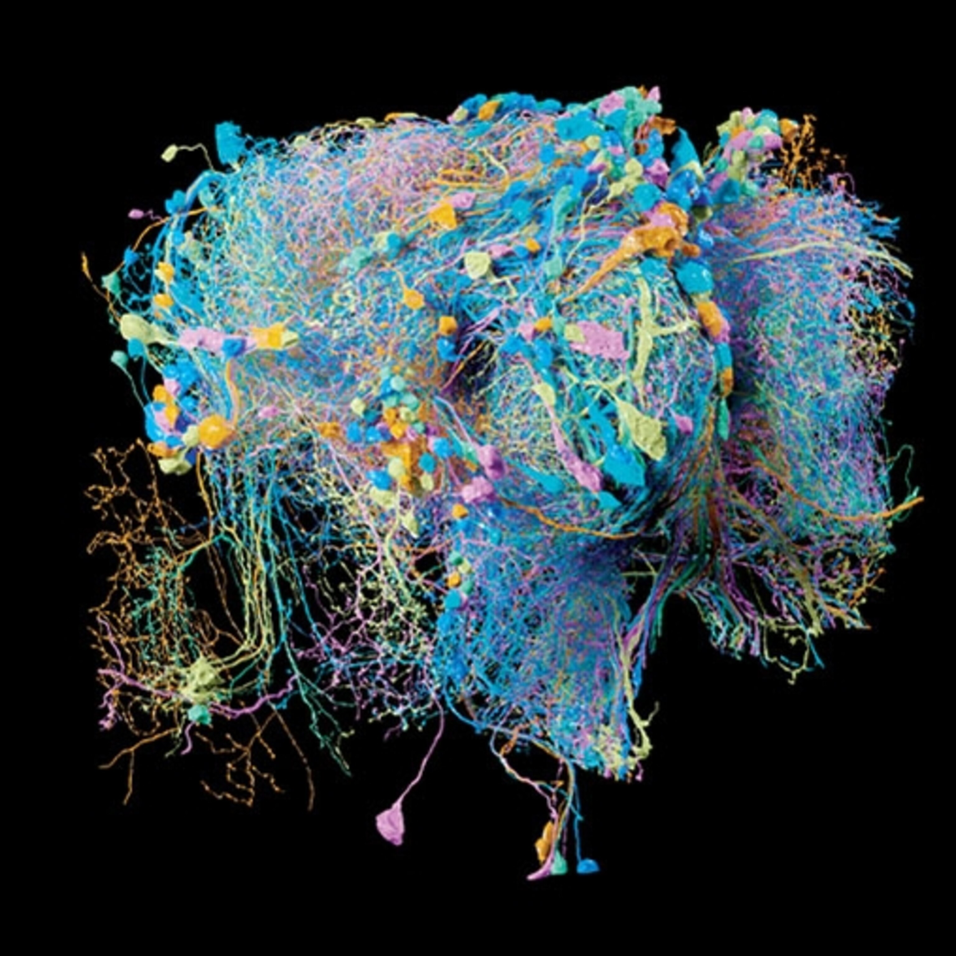 Beetle behinds, flamingo friendships, and other wonders