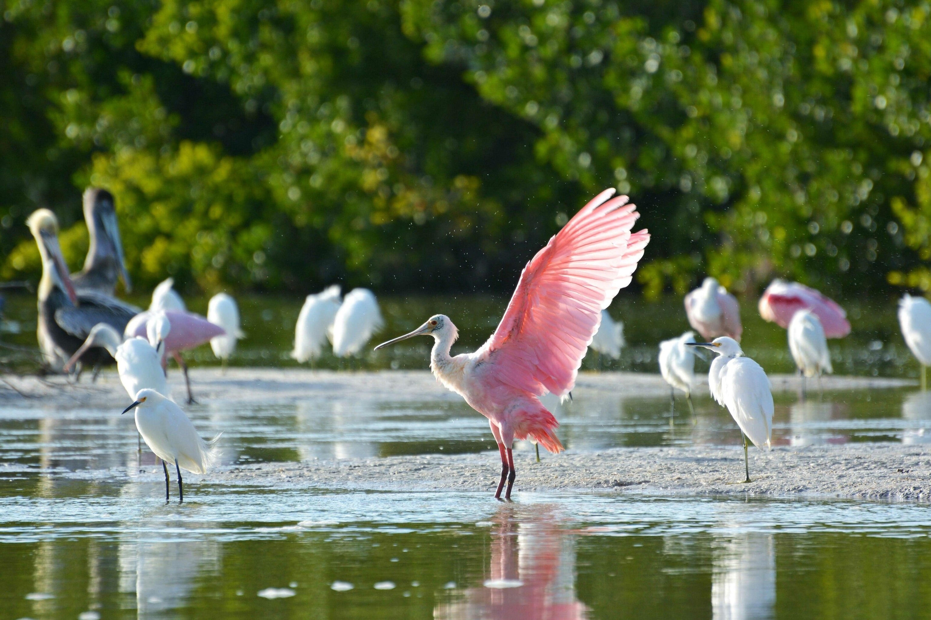 Five of the best wildlife experiences in Fort Myers, Florida