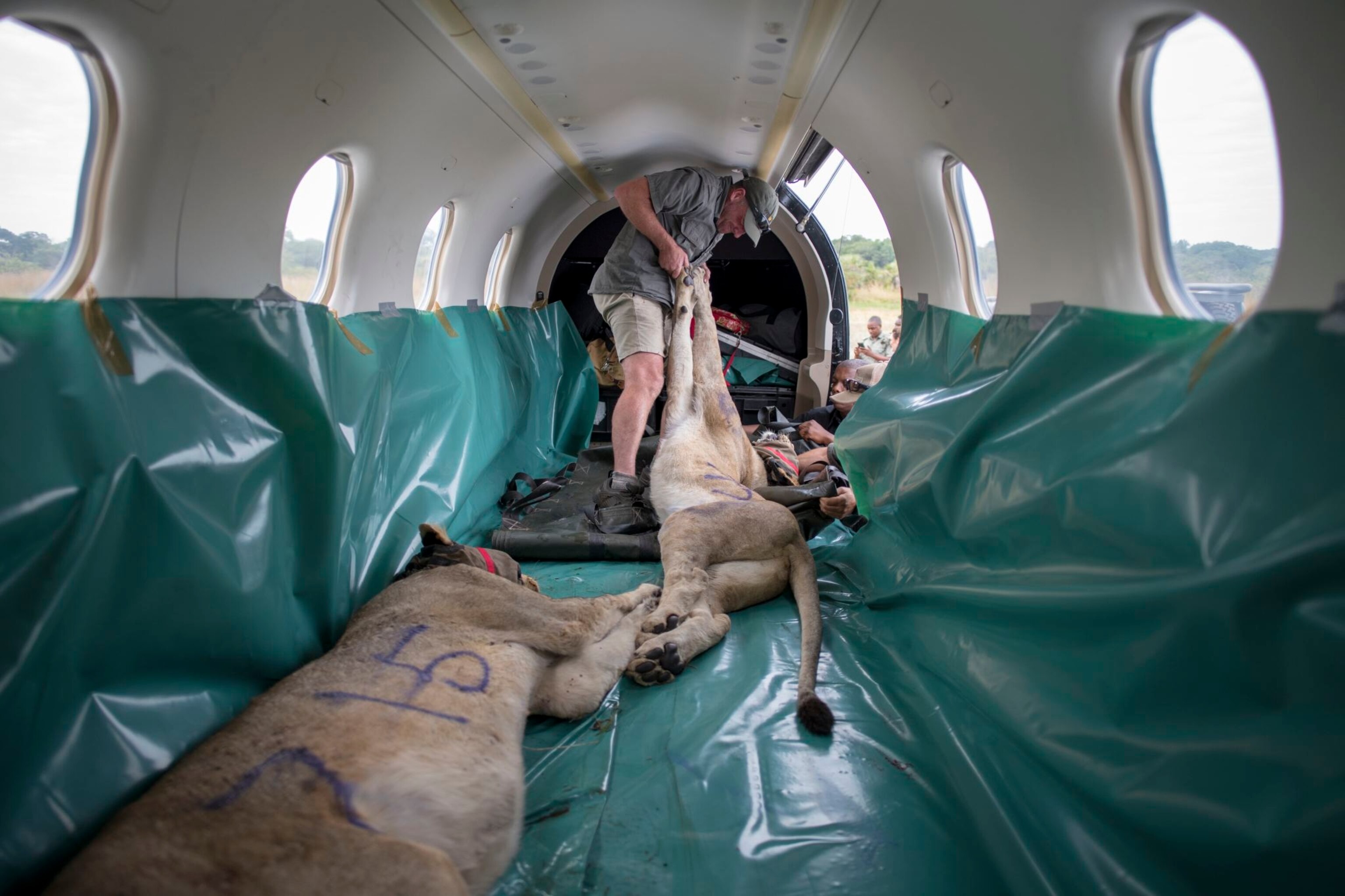 How the world’s largest lion relocation, from South Africa to Zimbabwe ...