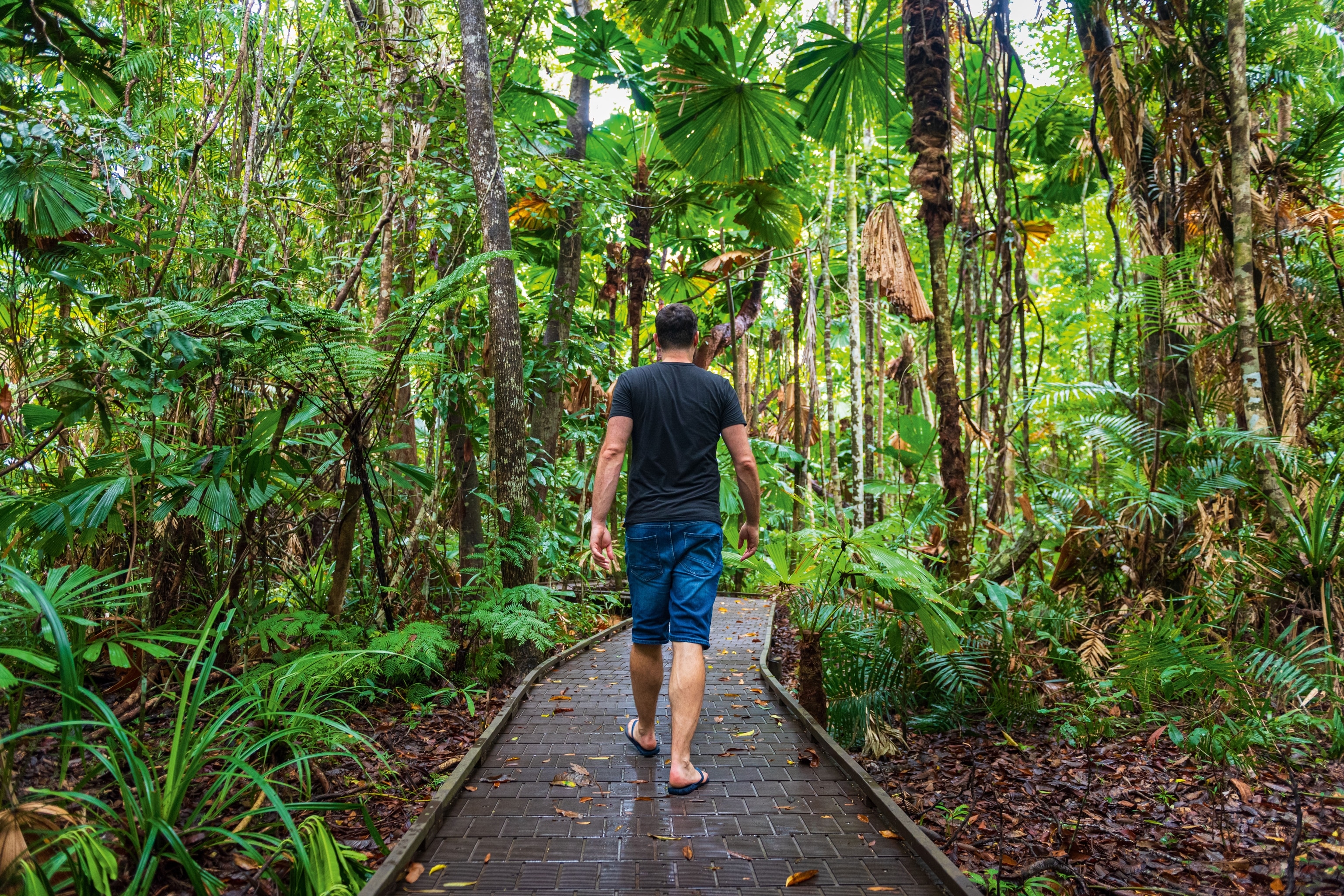 An epic rainforest road trip along North Queensland's Cassowary Coast