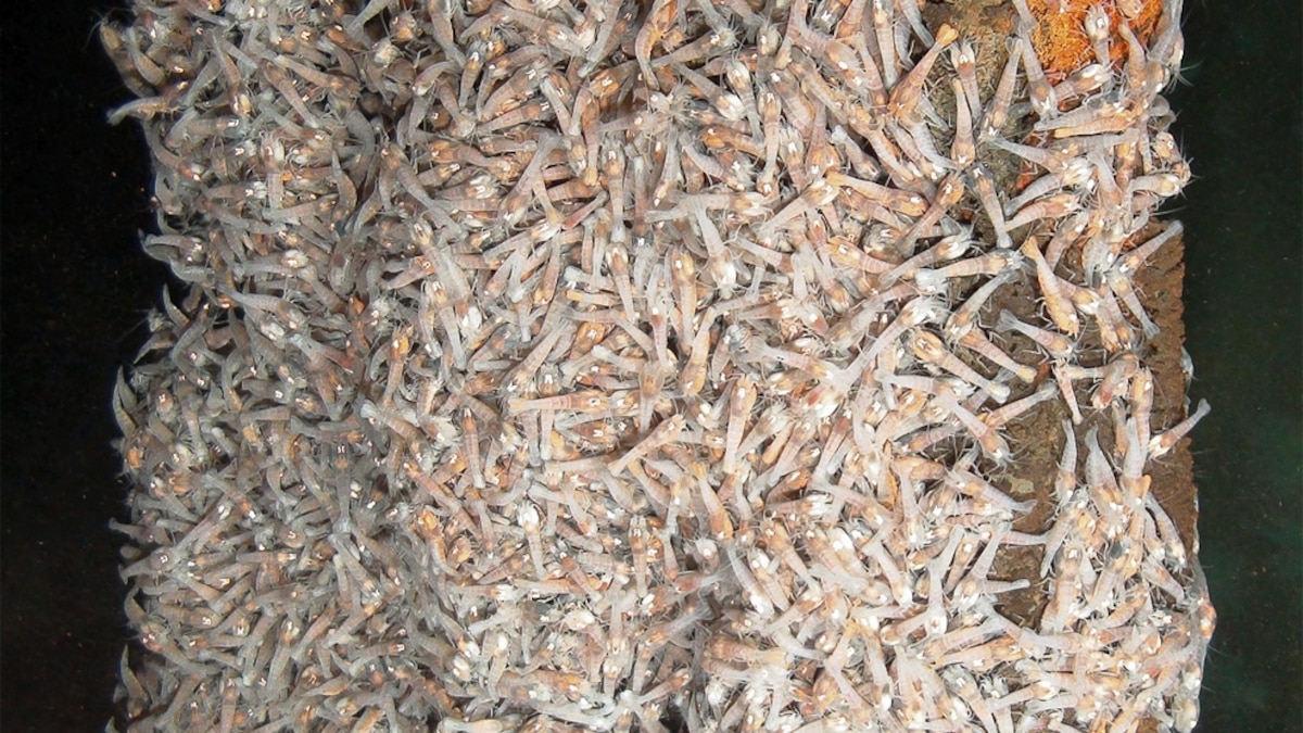 Pictures: Deepest Ocean Vents Swarm With Heat-Vision Shrimp? | National ...