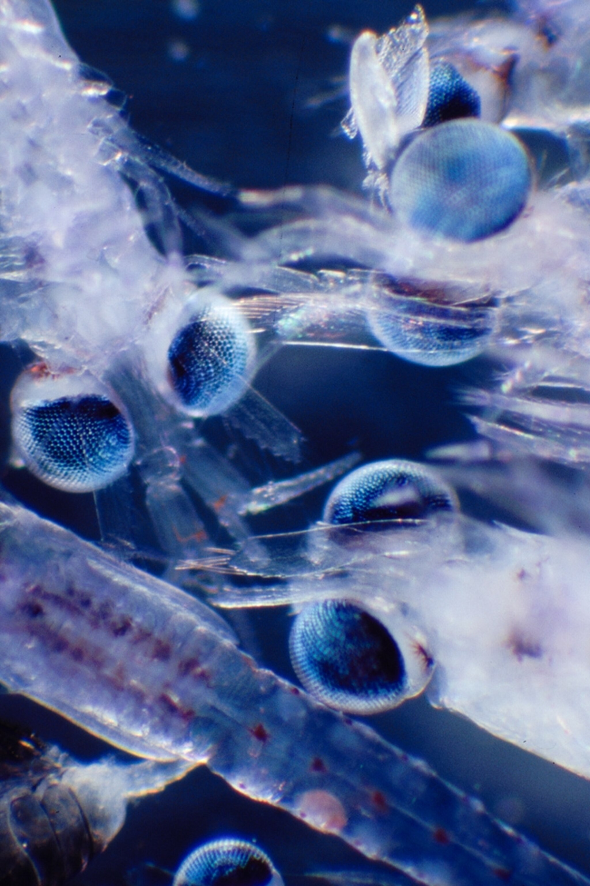 Pictures: Surprising Creatures Found Deep off Australia